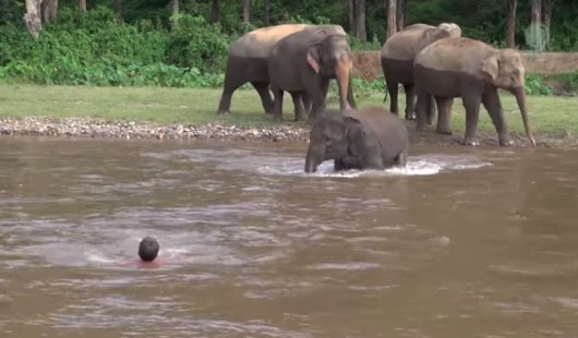 Watch Baby Elephant Rush into River to ‘Rescue’ Her Favorite Human ...