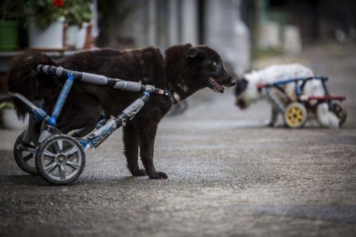 Romanian Shelter Gives Paraplegic Dogs Love, Care, and Wheelchairs ...