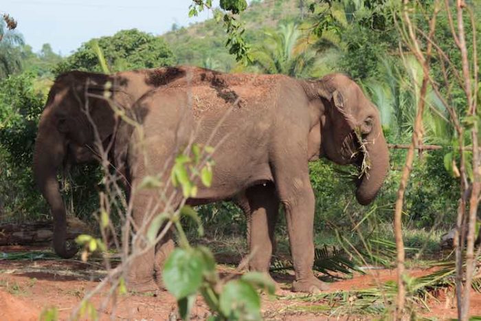 Brazil Opens Latin America's First Sanctuary for Abused Circus ...