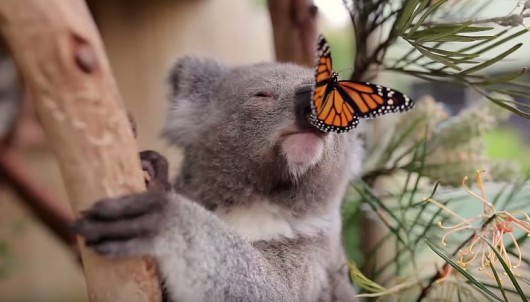 Butterfly Befriends Koala in Best Video Photobomb Ever (WATCH) - Good ...