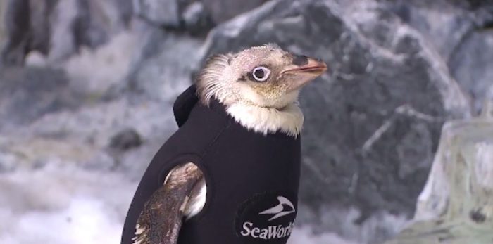 ‘Naked’ Penguin is Warmer After This Special Wetsuit was Created - Good ...