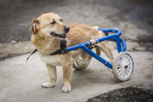 Romanian Shelter Gives Paraplegic Dogs Love, Care, and Wheelchairs ...