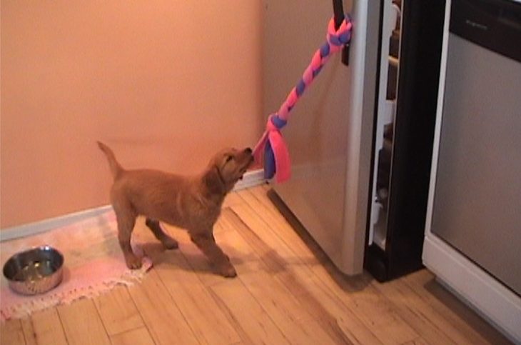 This Video of Service Puppies in Training Will Melt Your Heart - Good ...