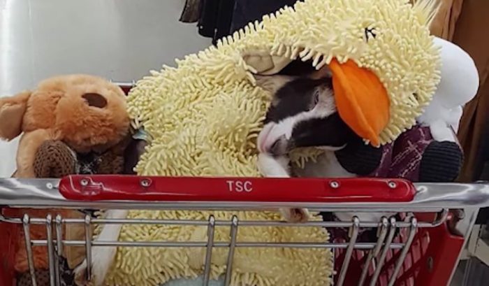 Anxious Rescue Goat Always Calms Down When Wearing Her Duck Suit - Good ...