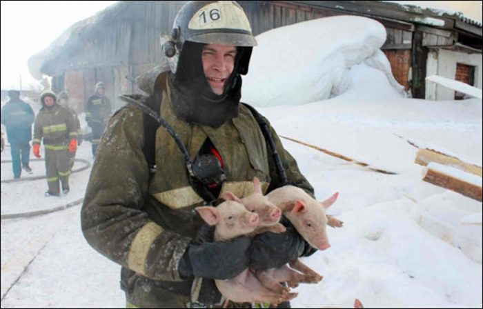 Siberian Firefighters Save 150 Piglets From Farm Fire (LOOK) - Good ...