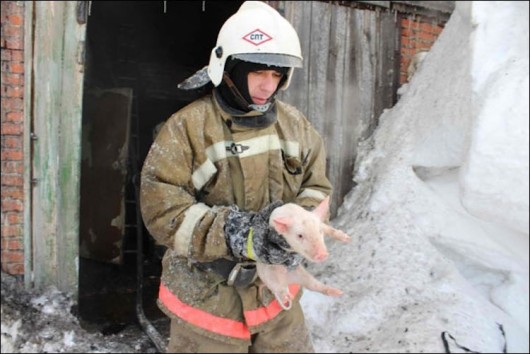 Siberian Firefighters Save 150 Piglets From Farm Fire (LOOK) - Good ...