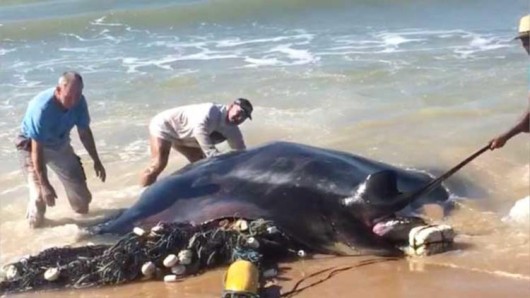 Watch Beach Goers Help Giant Stranded Manta Ray Get Back to the Ocean ...