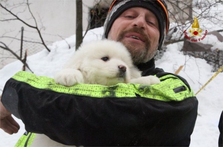 3 Pups Rescued From Hotel Rubble Offer Hope for Firefighters (LOOK ...
