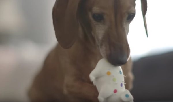 Watch Overjoyed Pup's Reaction to Finding His Favorite Toy After Five ...