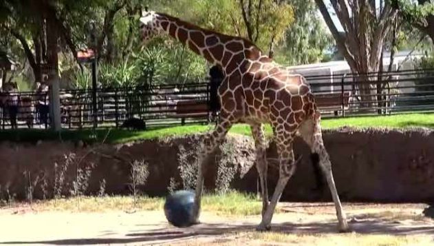 These Zoo Animals Get a Surprising Kick Out of Playing Soccer (WATCH ...