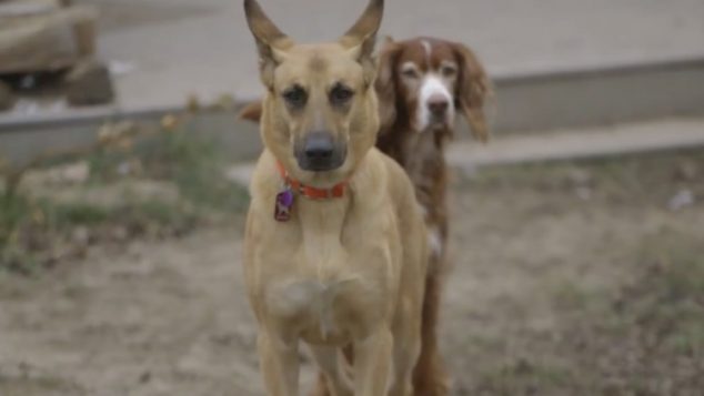 DNA Test Saves Service Dog From the Death Penalty - Good News Network