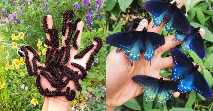 Man Single-handedly Repopulated a Butterfly Species in San Francisco ...