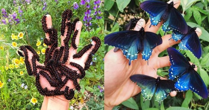 Man Single-handedly Repopulated a Butterfly Species in San Francisco ...