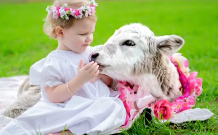 Toddler Takes Care Of 3-Day-Old Baby Cow When Calf's Mother Dies - Good ...