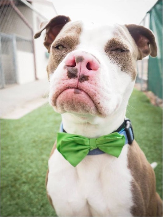 Beloved Internet “Grumpy Dog” Finally Adopted - Good News Network