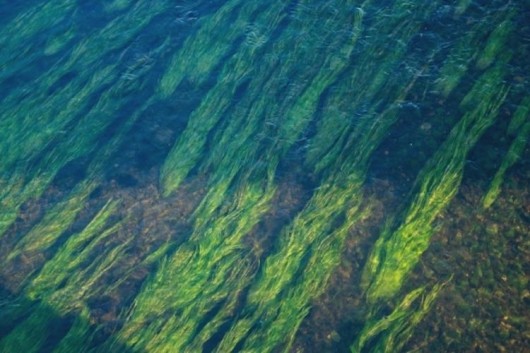 Scientists Unlock the Key to Turning Algae into Oil - Good News Network