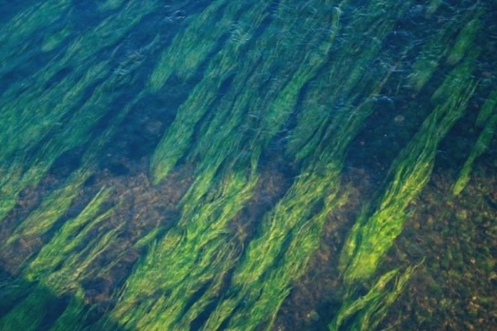 Scientists Unlock the Key to Turning Algae into Oil - Good News Network