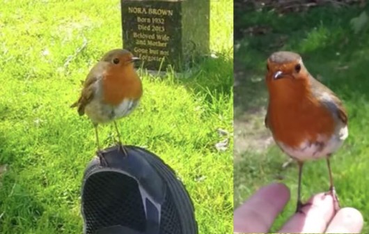 Watch Mom Brought To Tears When Wild Bird Comforts Her at Son's Grave ...