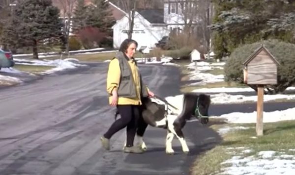 Community Helps Blind Lady Who Spent Savings on Sick Miniature Guide ...