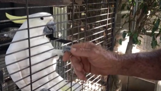 Man Runs Retirement Home For Birds Who Outlive Their Owners - Good News ...