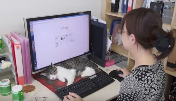 Firm Hires Office Cats To Reduce Workplace Stress - Good News Network