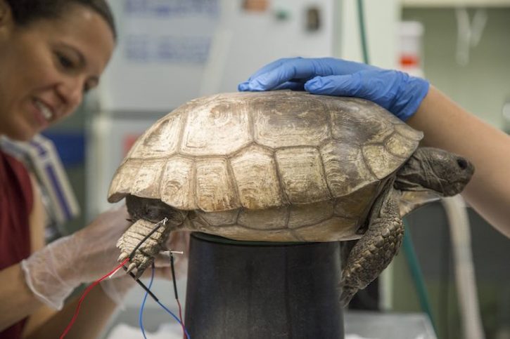 Tortoise Gets Second Chance After Healing With Acupuncture - Good News ...