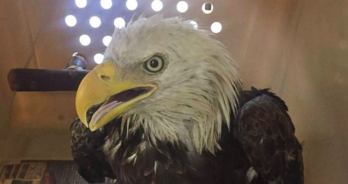 Bald Eagle Found in Bad Shape is Making a Remarkable Recovery - Good ...