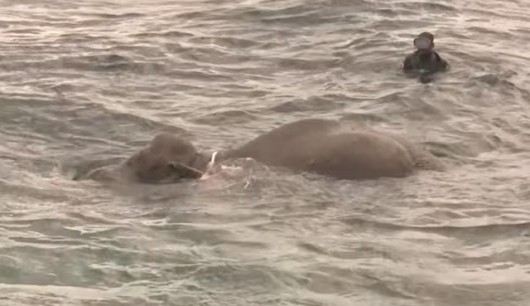Elephant Stranded 5 Miles Out to Sea Rescued by Navy - Good News Network