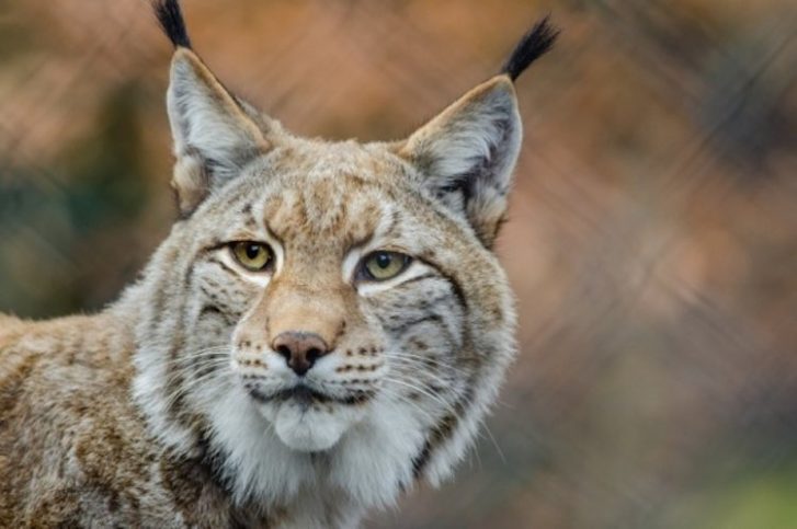 After 1,300 Years Gone, the Fabled Lynx Could Return to UK Wilderness ...