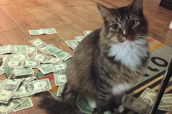 Cat Who Worked as a Late Night Hustler Now Raises Money For Charity