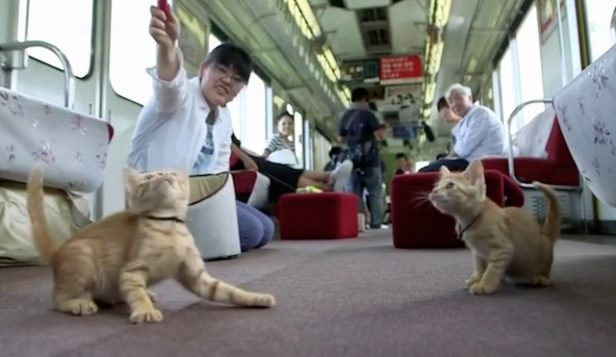 Snuggly Adoptable Kittens Cheer Up Morning Commuters on This Train in ...