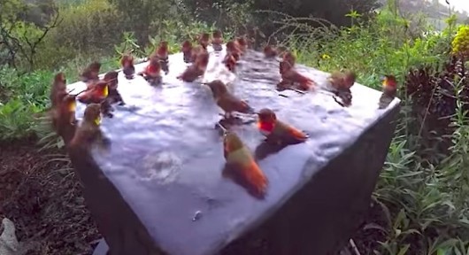 Have You Ever Seen a Hummingbird Pool Party? Watch This Magical Scene...