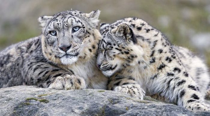 The Majestic Long-Endangered Snow Leopard is Not Endangered Anymore ...