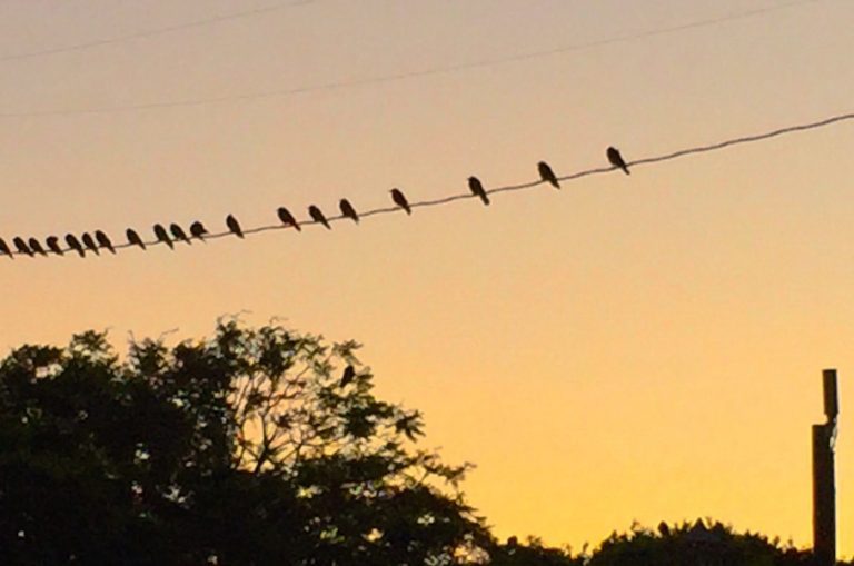 Being Around Birds Boosts Our Mental Well-Being Even 8 Hours After ...
