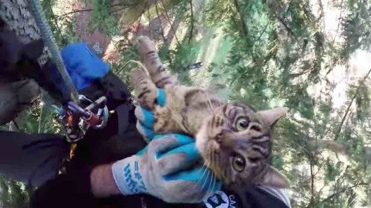 Guys Have Rescued Over 2,000 Cats From Trees Because They ‘Just Love Cats’