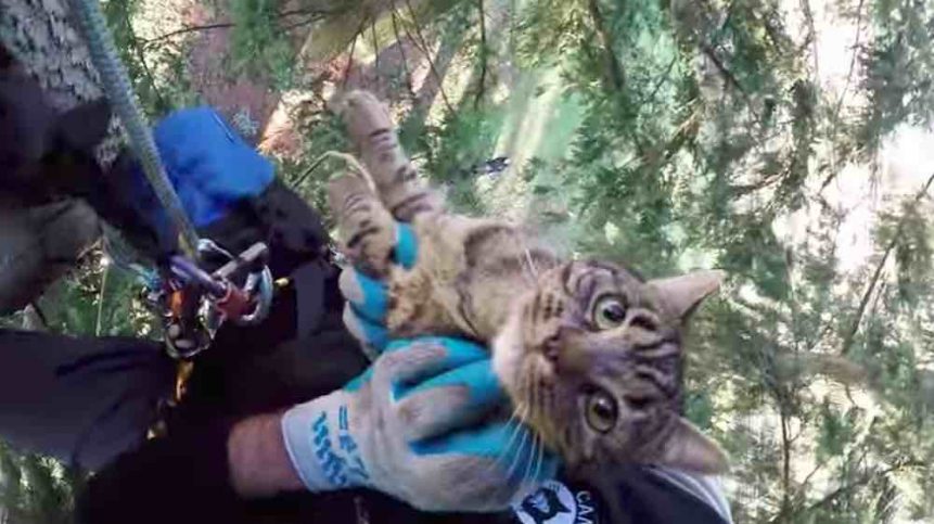 Guys Have Rescued Over 2,000 Cats From Trees Because They ‘Just Love Cats’