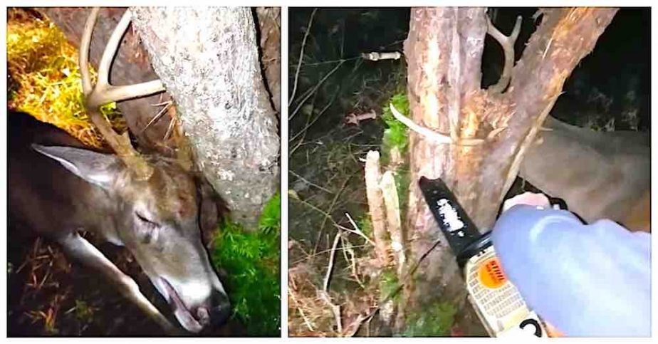 Man Whips Out Chainsaw in Middle Of The Night to Free Deer Whose ...