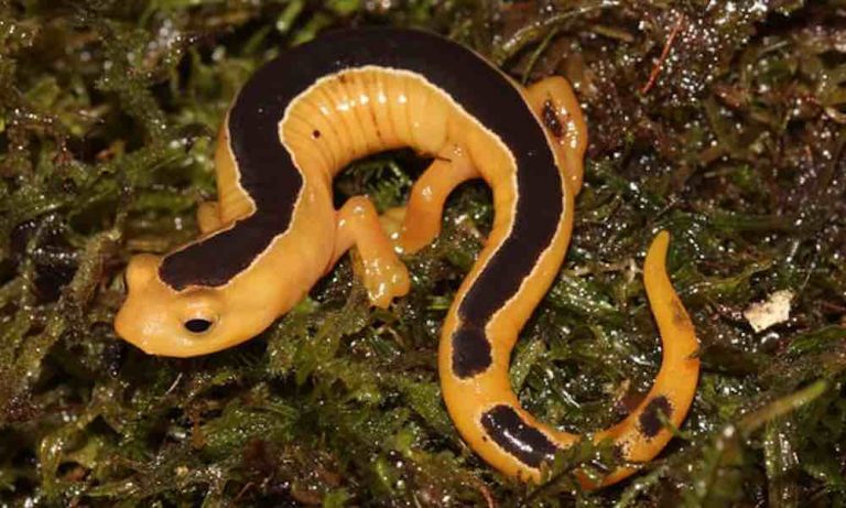 Thought to Be Extinct For 42 Years, Cute Critter is Finally Spotted by ...