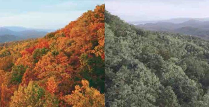 Park Installs Device For the Colorblind so They Can Enjoy Dazzling Fall ...