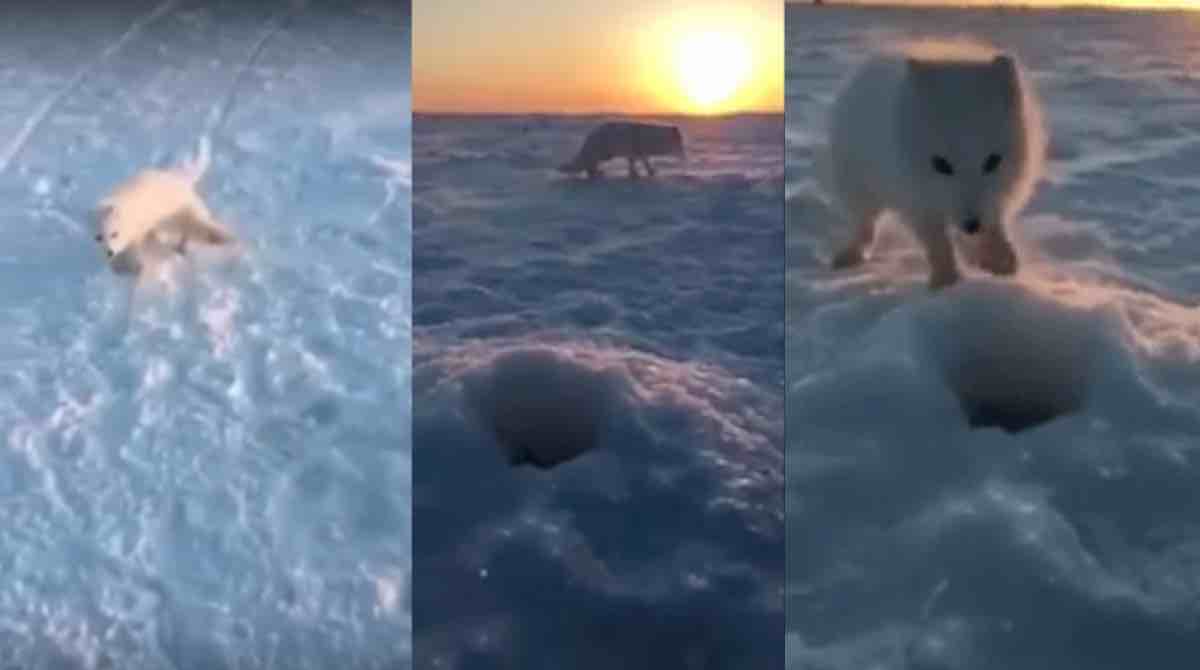Watch Audacious Arctic Fox Persuade Ice Fisherman to Share His Precious ...