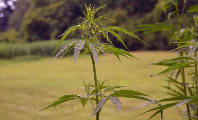 CBD from Hemp Kills Mosquitoes, Inflicting 100% Mortality Rate on ...