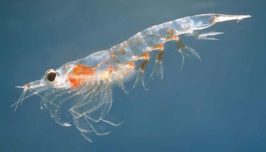 Scientists Unite to Count Tiny Krill from Space – to Inform Climate and ...