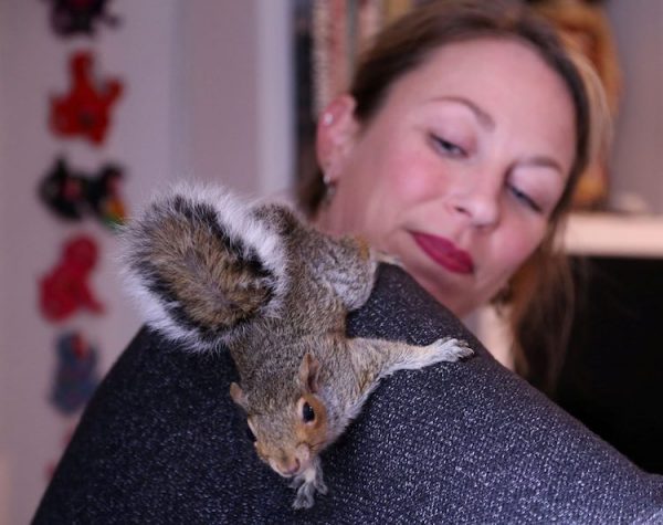 Squirrel Rescued From Roadside Now Hides Nuts in His Human's Hair as He ...