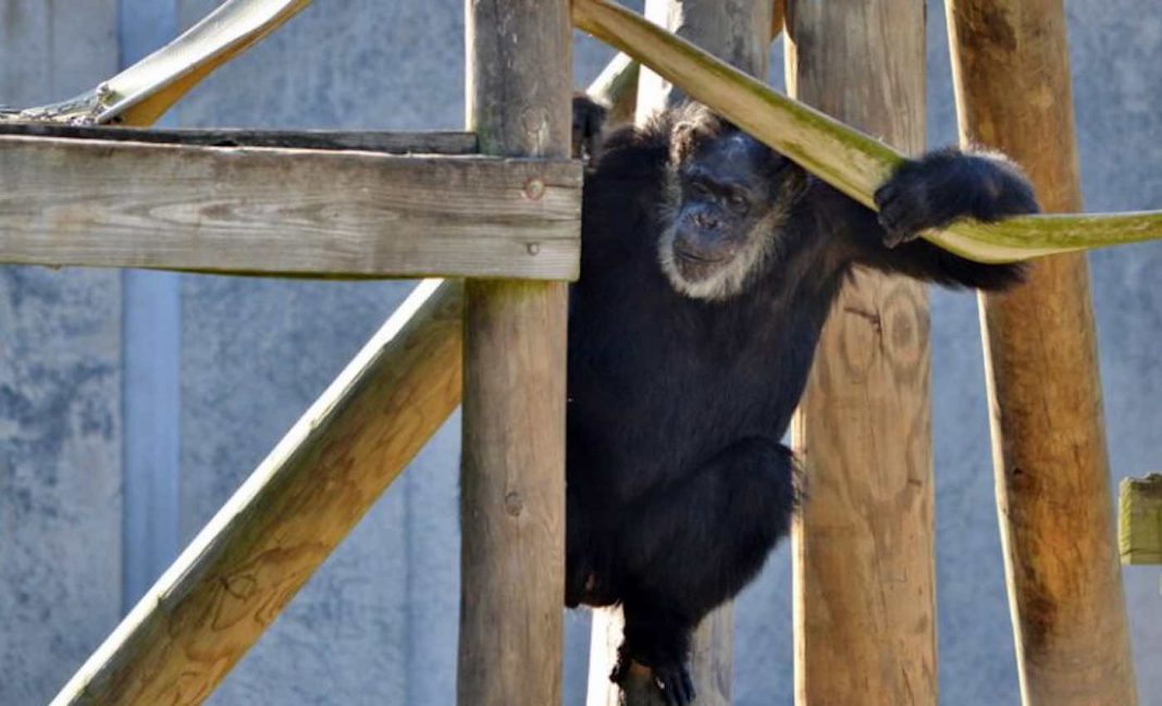 Anonymous $2 Million Gift for Sanctuary Will Help Retire Hundreds of ...