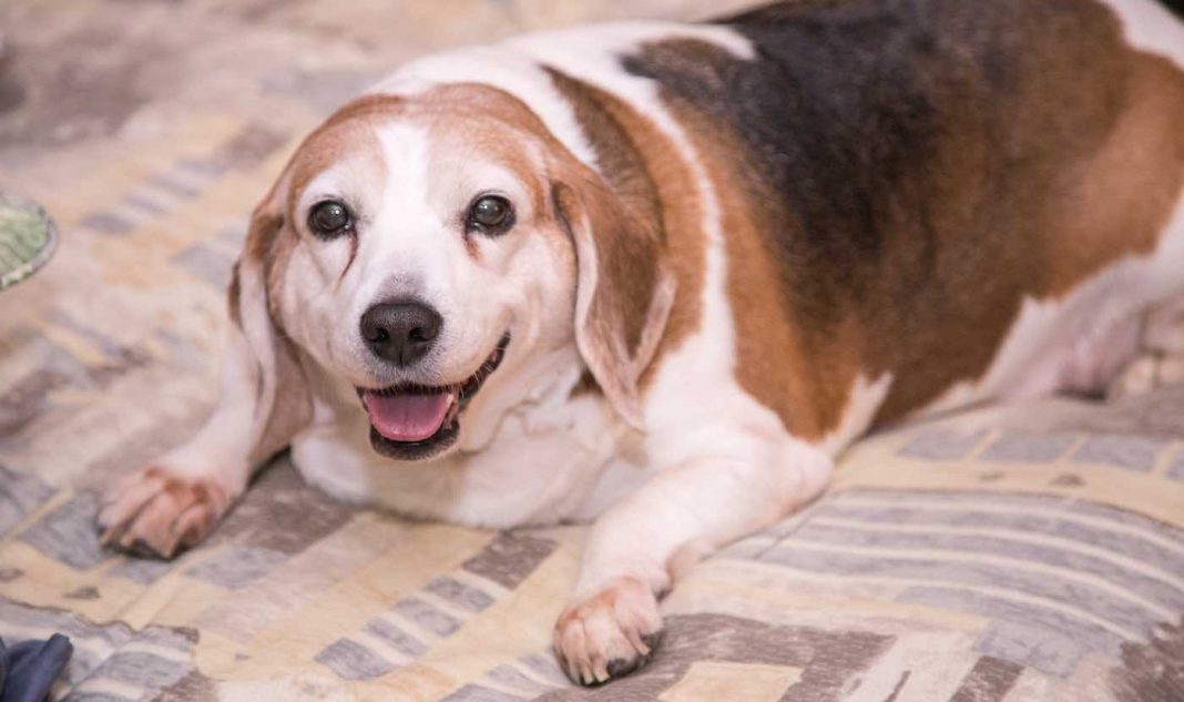 Obese Dog Who Weighed Three Times More Than Healthy Pup Has Made a ...