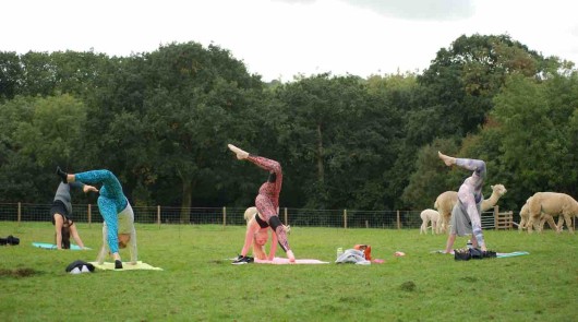 You Can Now Do Yoga in a Field Full of Cute Alpacas