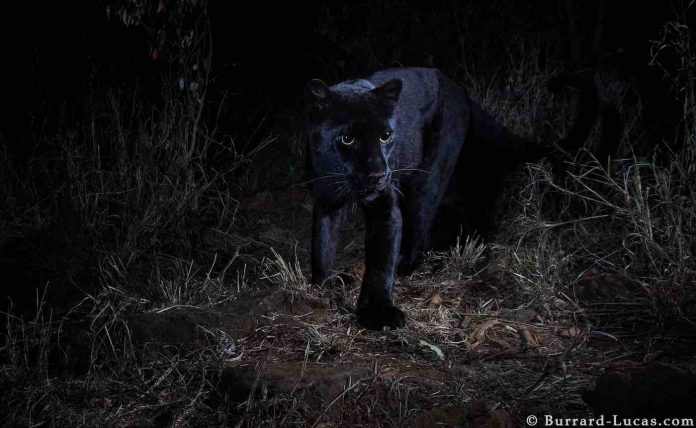 First Scientifically Confirmed Images in 100 Years: The Awe-Inspiring ...