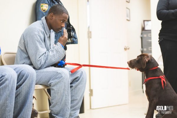 Matches Made in Heaven (and Jail): Look at the Troubled Dogs Saved From ...