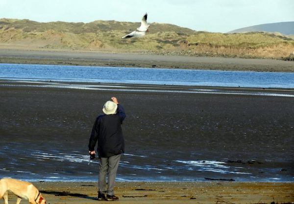 Seagull Has Been Visiting the Man Who Saved Him Almost Every Day for ...