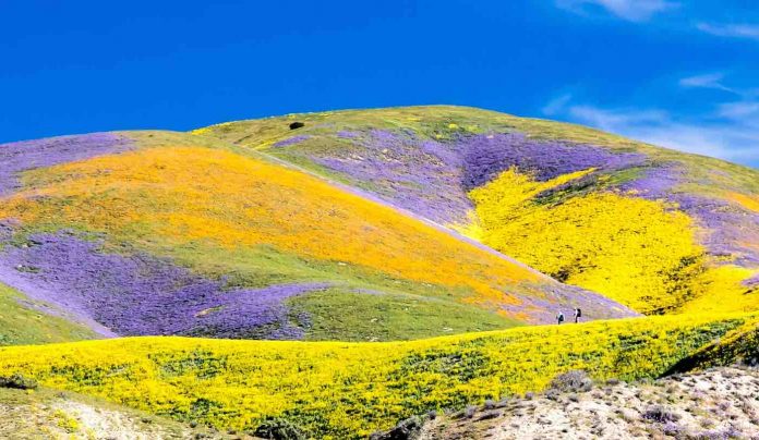 A California Superbloom Is Springing to Life and the Best is Yet to Come